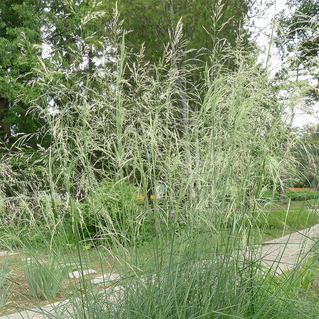 Where To Place Chee grass In Feng Shui? (Characteristics, Direction ...