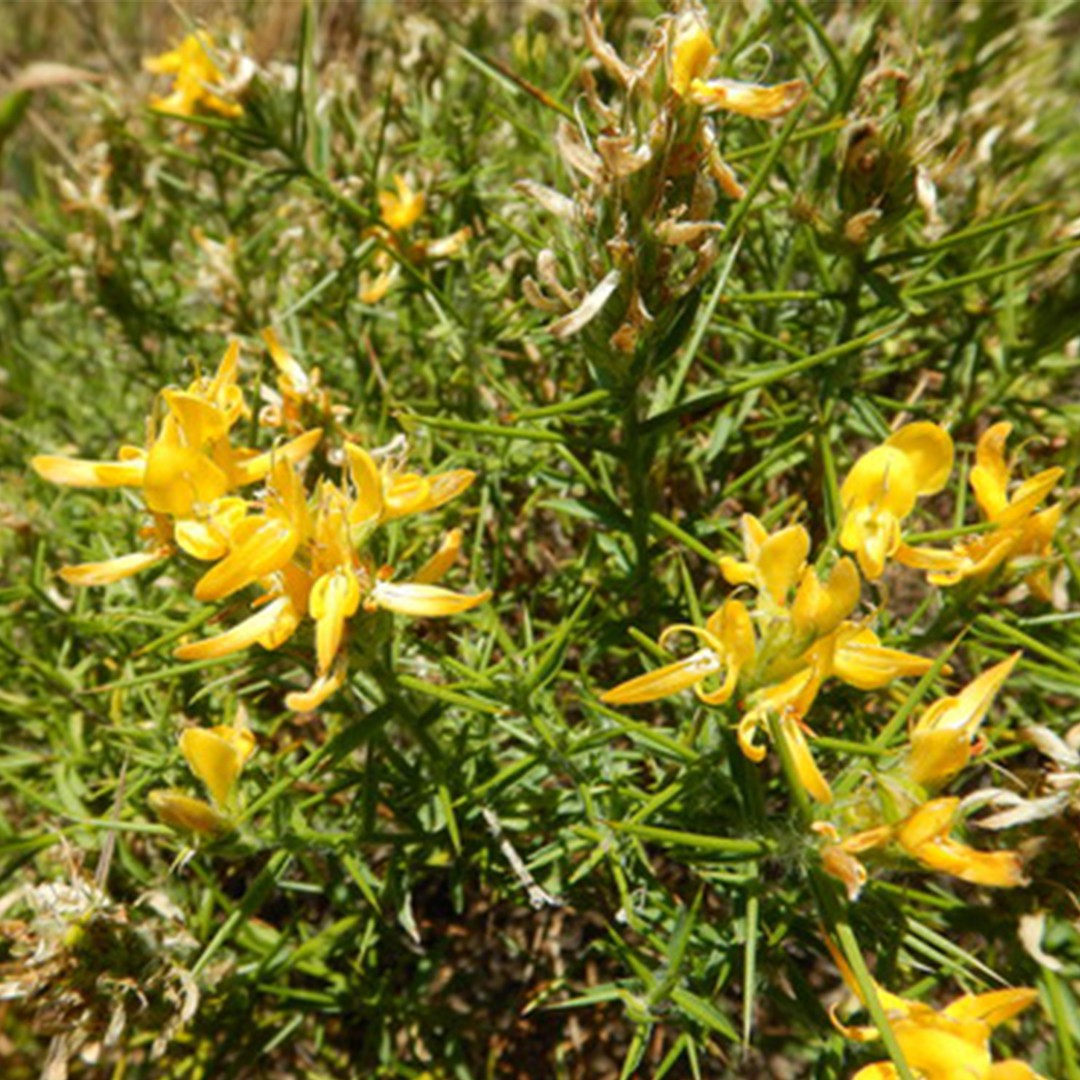 Genista hirsuta - PictureThis