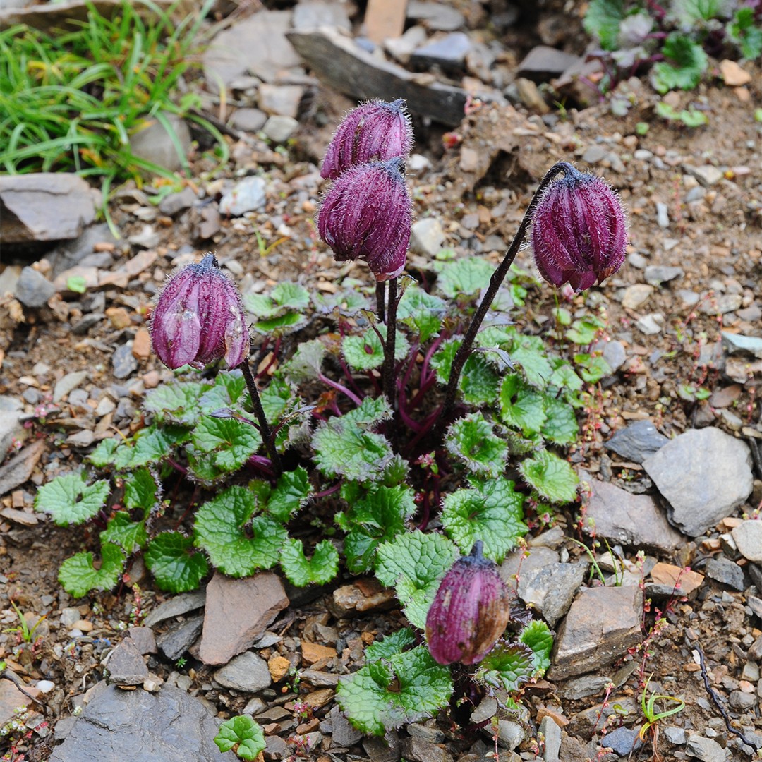 Cremanthodium campanulatum - PictureThis