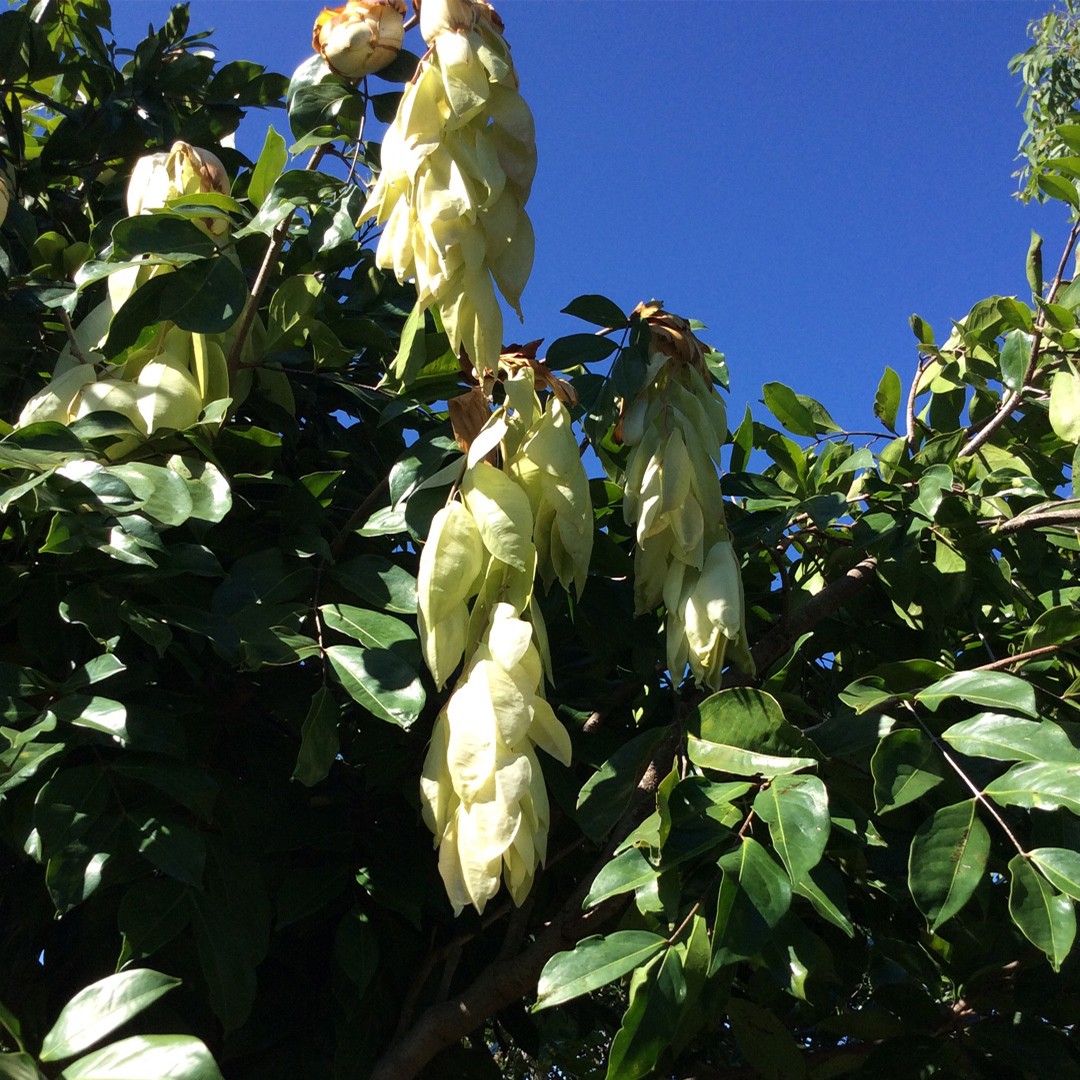 Maniltoa Flower, Leaf, Care, Uses - PictureThis