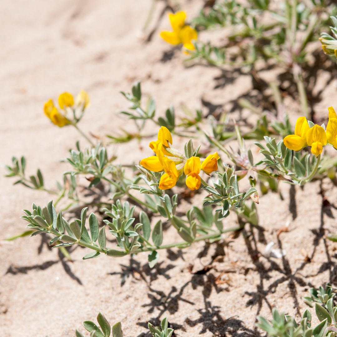 Lotus creticus - PictureThis