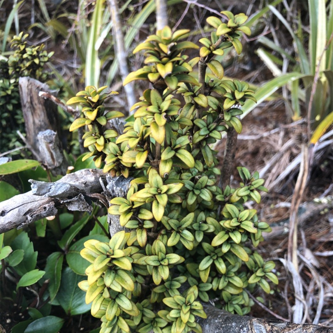 Coprosma - PictureThis