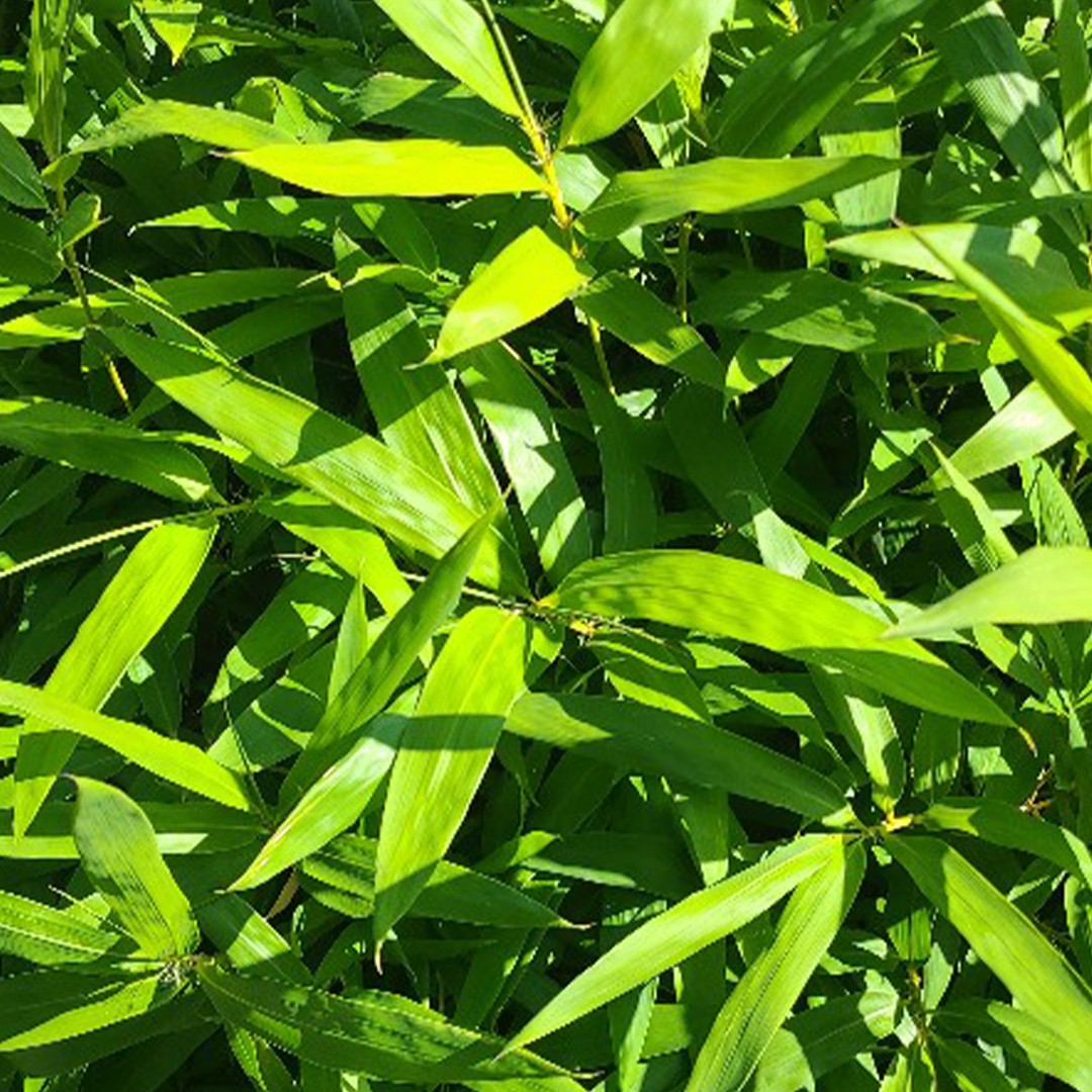 Sasaella - PictureThis