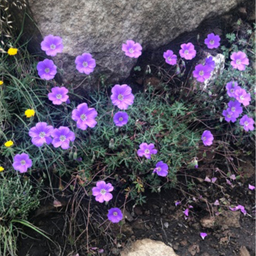 Geranium robustum - PictureThis