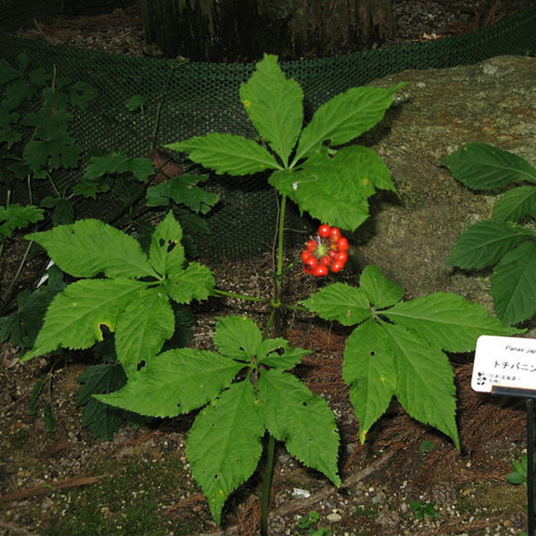 Ginsengs (Panax) - PictureThis