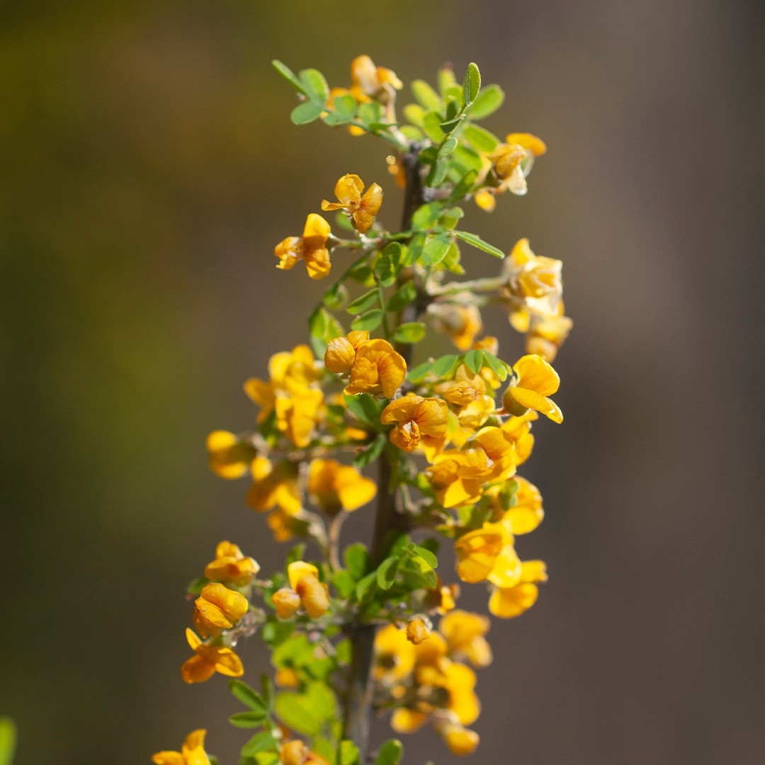 Chanar (Geoffroea decorticans) - PictureThis