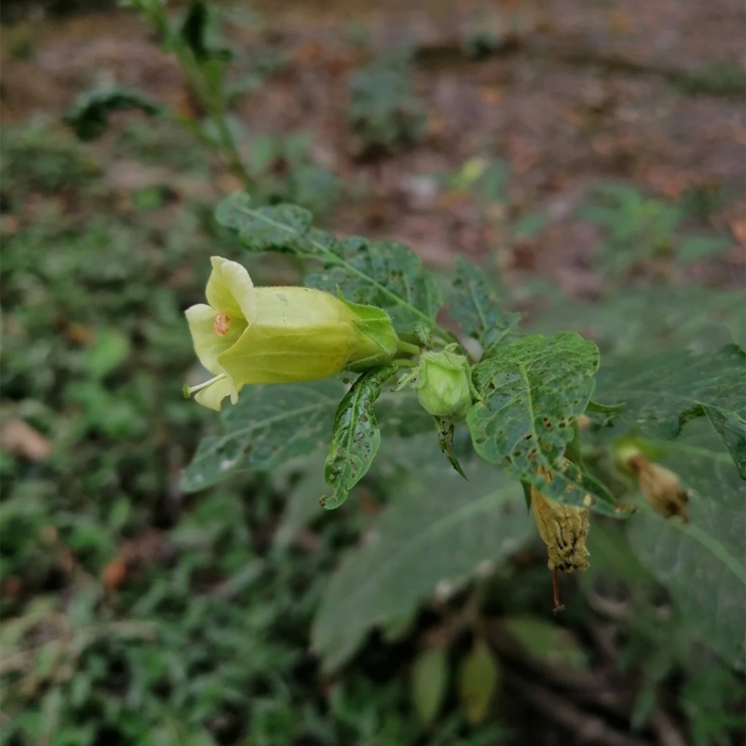 Atropa - PictureThis