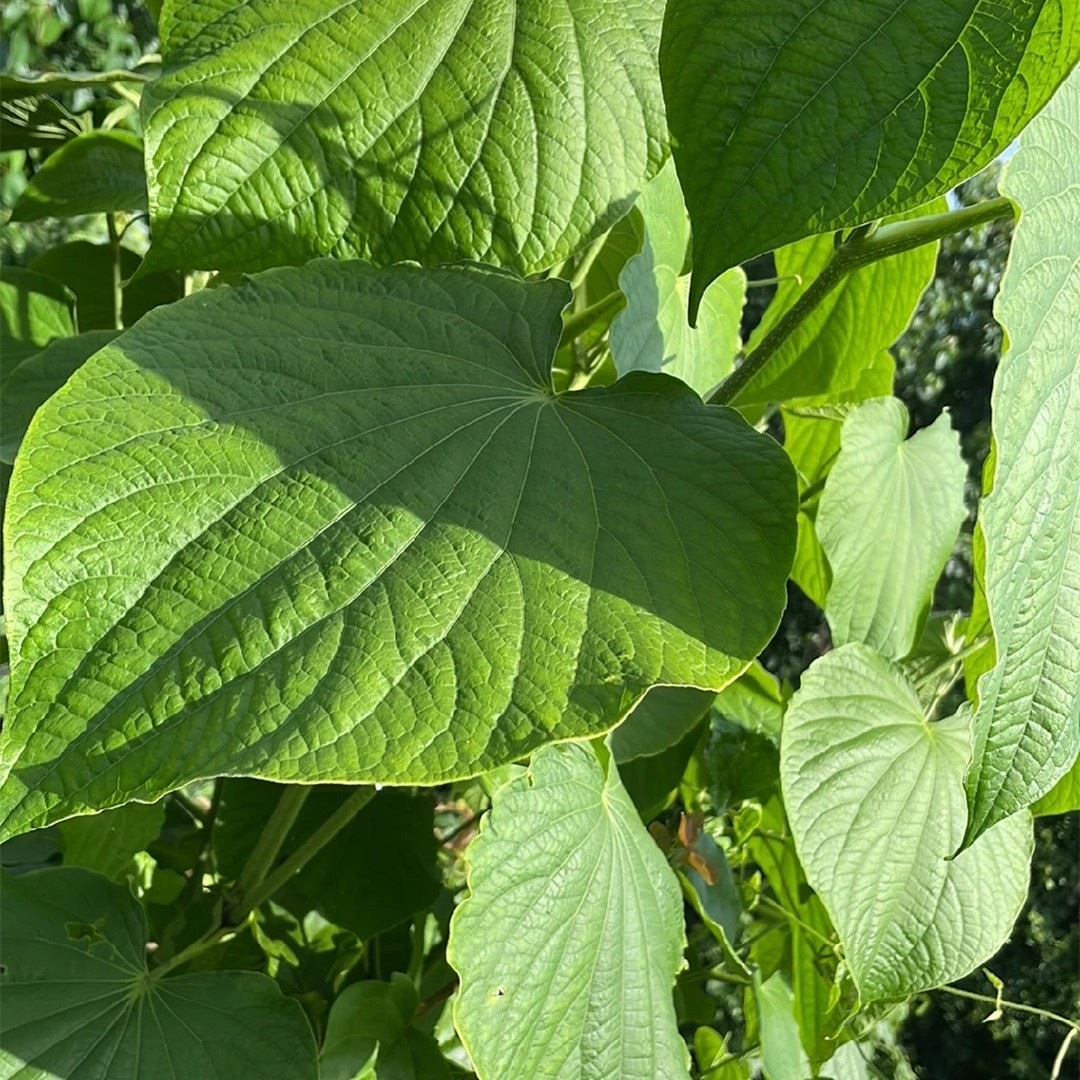 Macropiper Flower, Leaf, Care, Uses - PictureThis