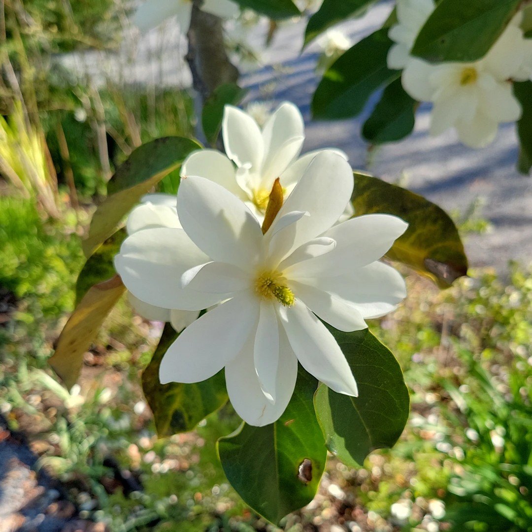 Magnolia doltsopa - PictureThis