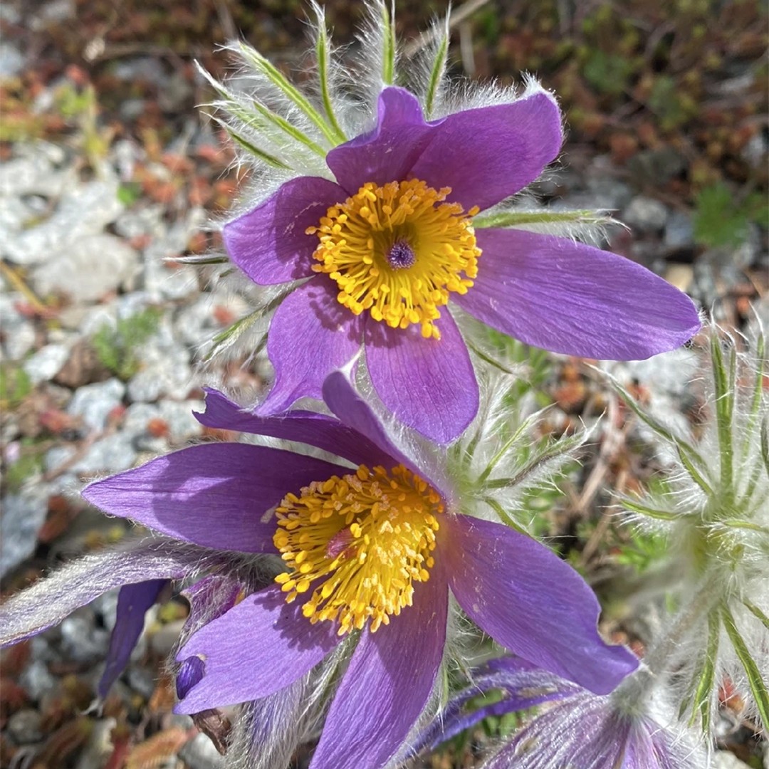 Pasque flowers (Pulsatilla) Flower, Leaf, Care, Uses - PictureThis