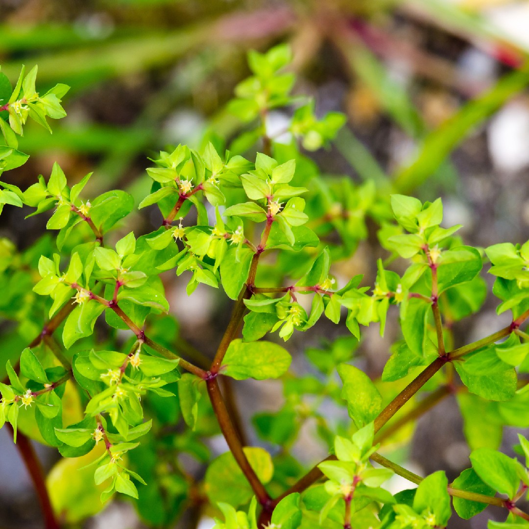 Euphorbia peplus - PictureThis
