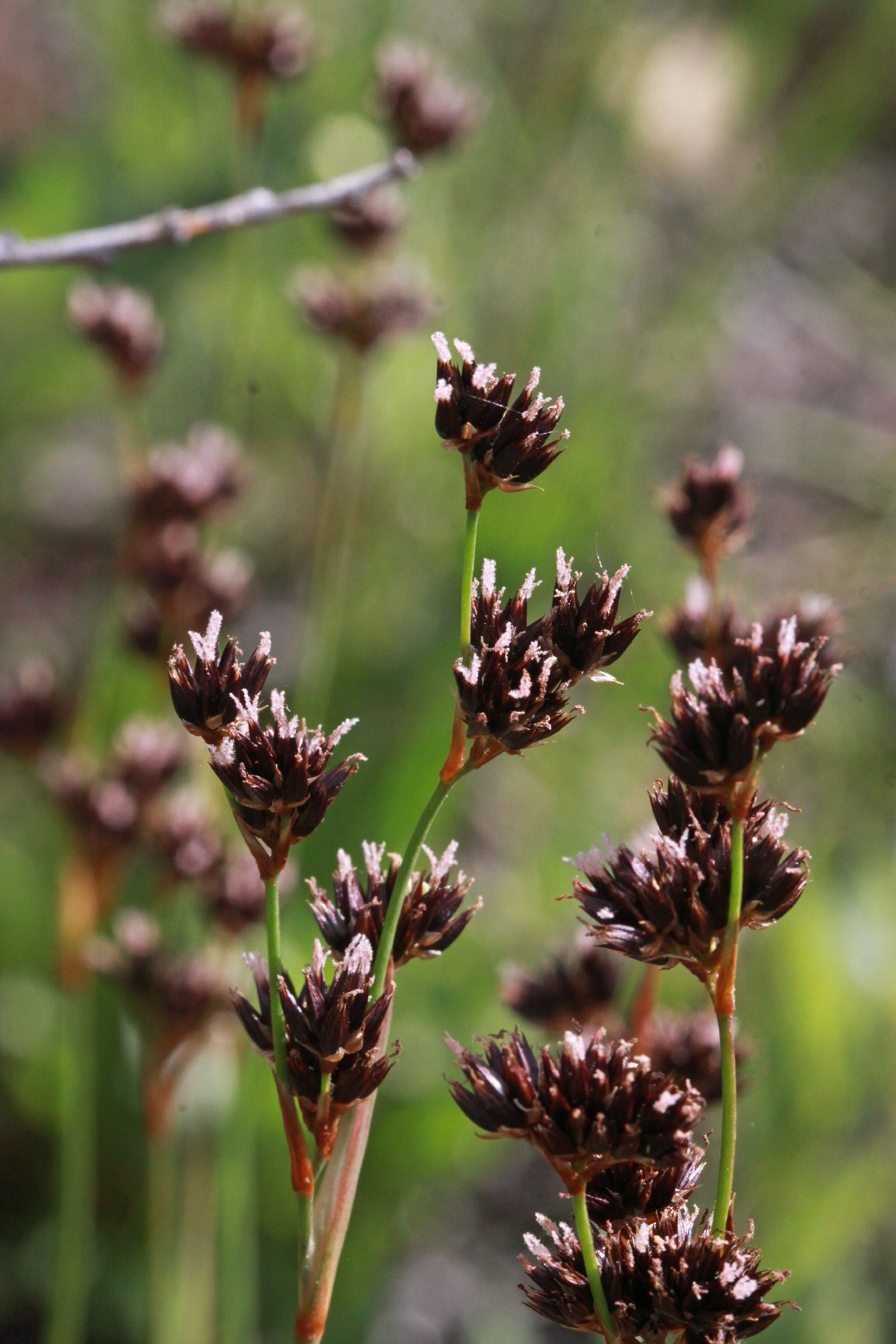 Juncus saximontanus - PictureThis