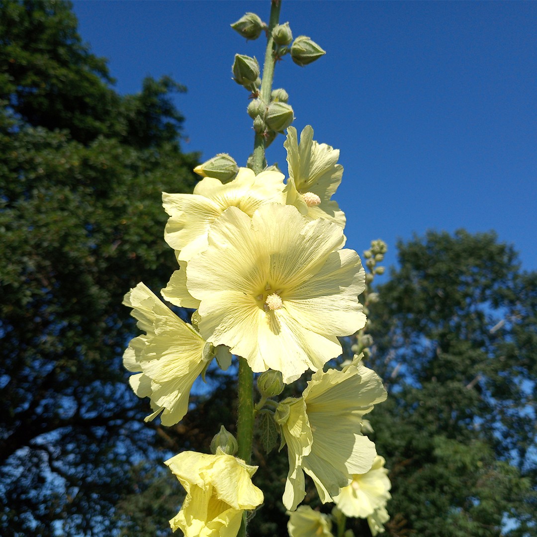 Alcea rugosa - PictureThis
