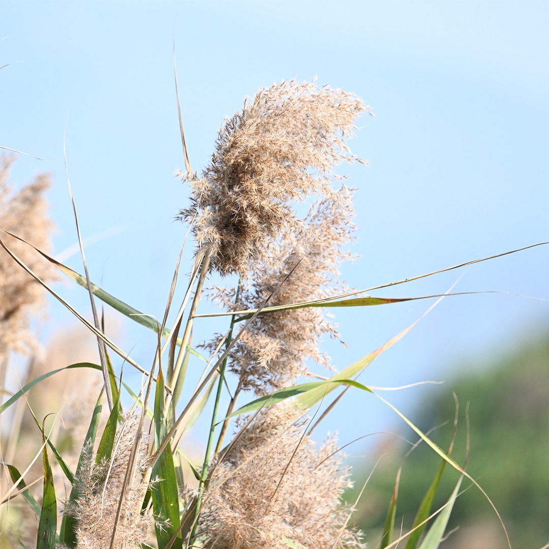 Reeds (Phragmites) Flower, Leaf, Care, Uses - PictureThis