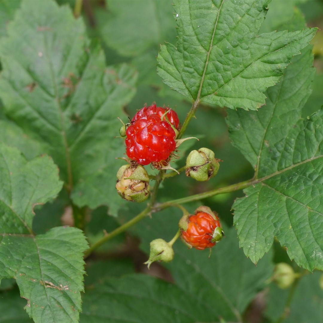 Rubus (Rubus) - PictureThis