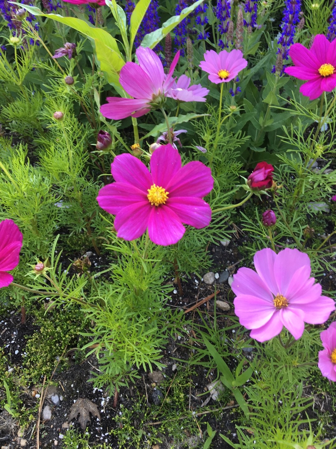 Cosmos - PictureThis