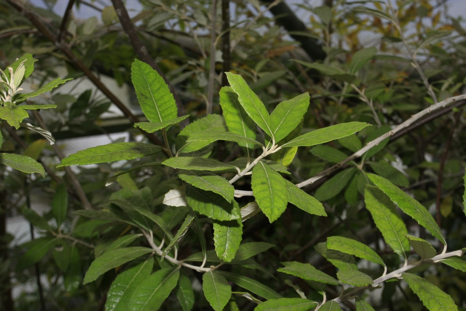 Brachylaena discolor - PictureThis