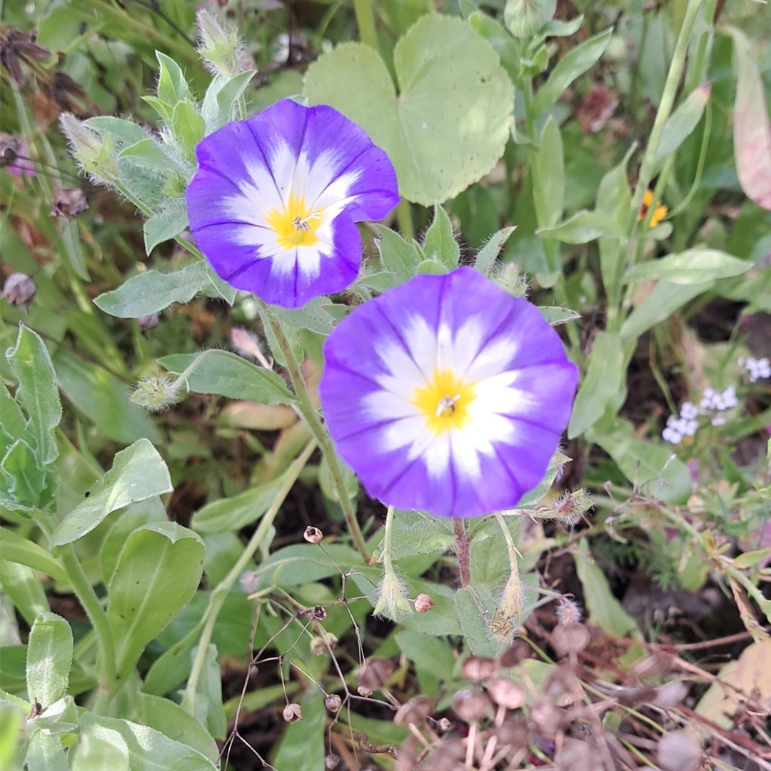 Winden (Convolvulus) - PictureThis