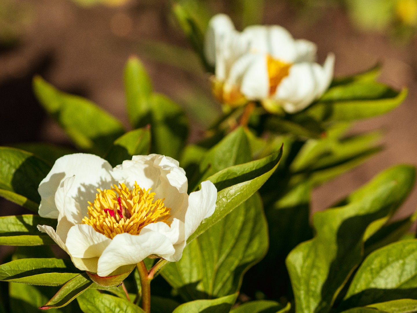 Paeonia lactiflora 'Miss America' - PictureThis