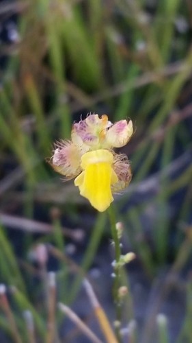 Utricularia simulans (Utricularia simulans) - PictureThis