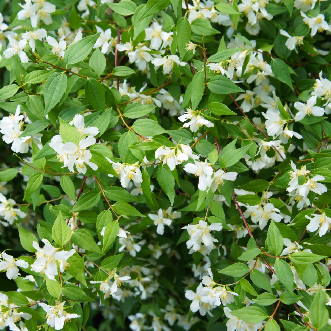 Philadelphus microphyllus - PictureThis