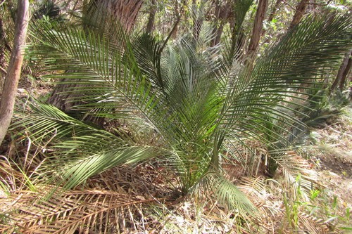 Macrozamia communis - PictureThis
