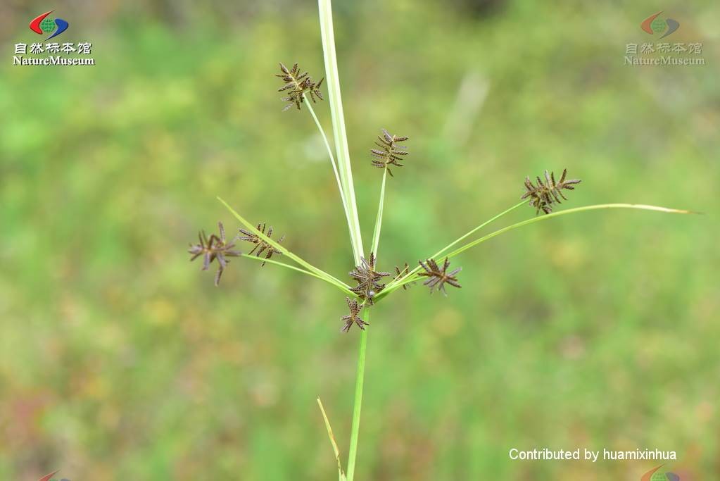 방동사니속 (Cyperus) - PictureThis