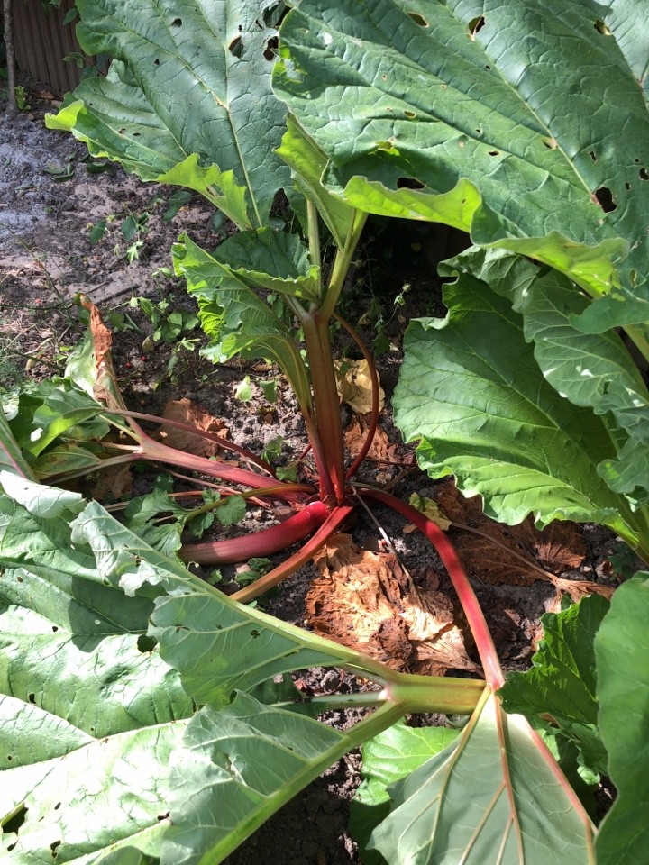 Rhubarbs (Rheum) - PictureThis