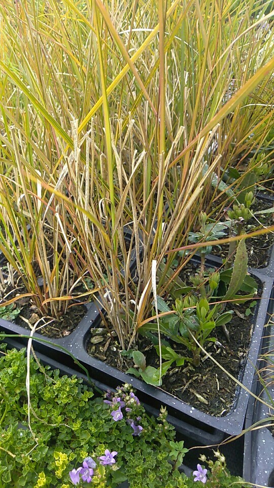 Festuca occidentalis (Festuca occidentalis) - PictureThis