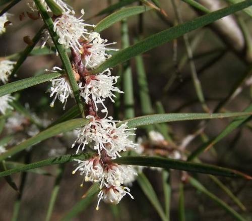 Hakea ulicina - PictureThis