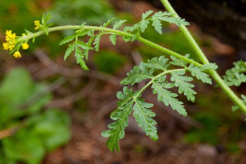 Mountain tansy mustard (Descurainia incisa) Flower, Leaf, Care, Uses ...