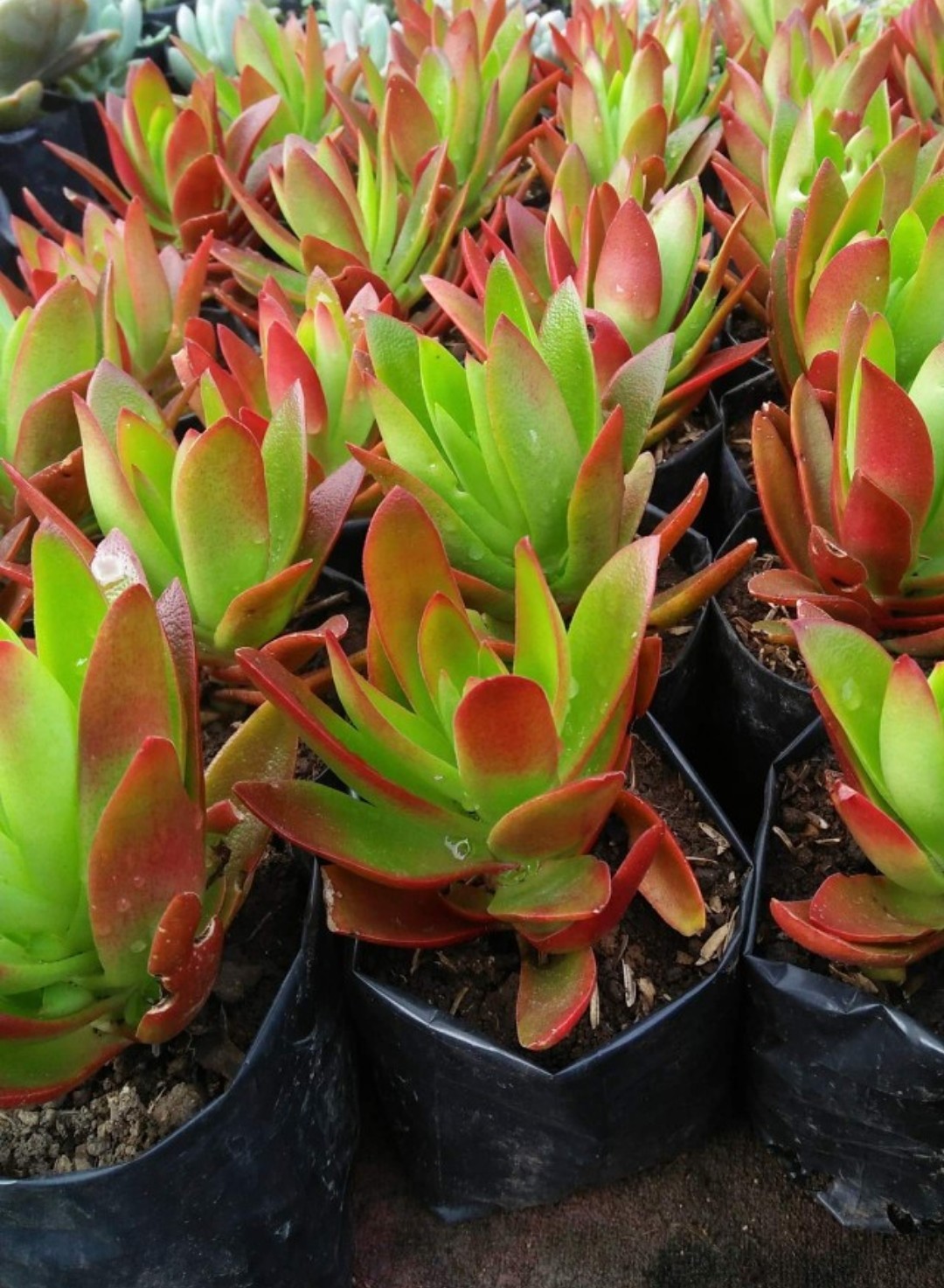 Crassula capitella 'Campfire' Flower, Leaf, Uses - PictureThis
