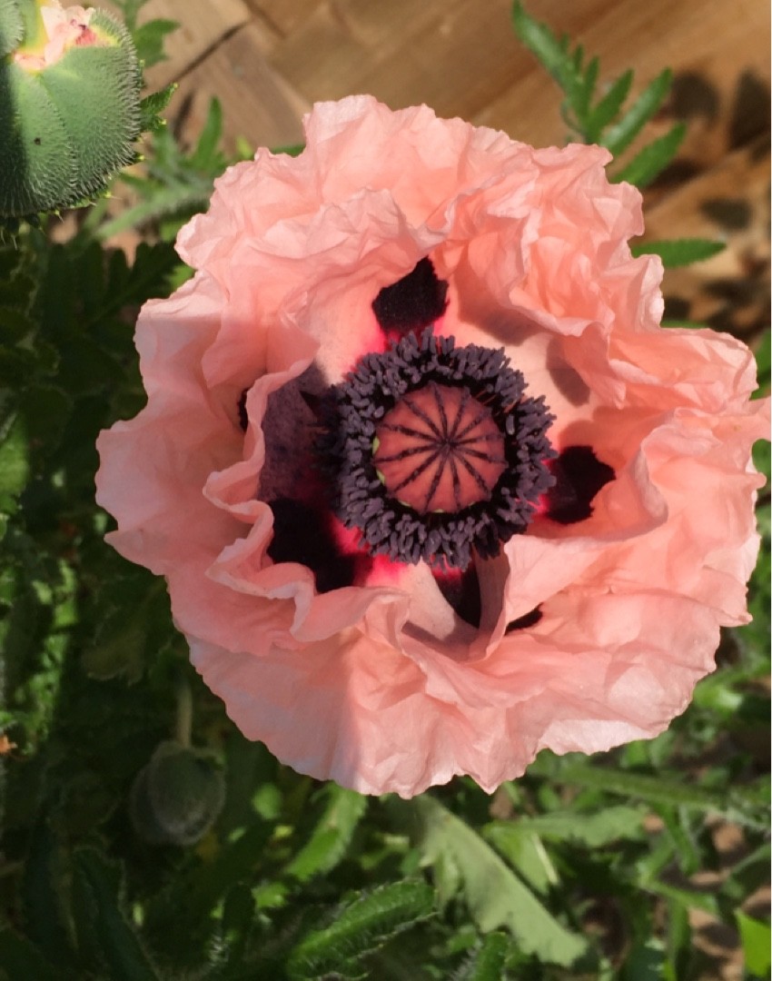 Papaver (Papaver) - PictureThis