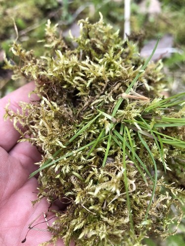 Brachythecium campestre - PictureThis