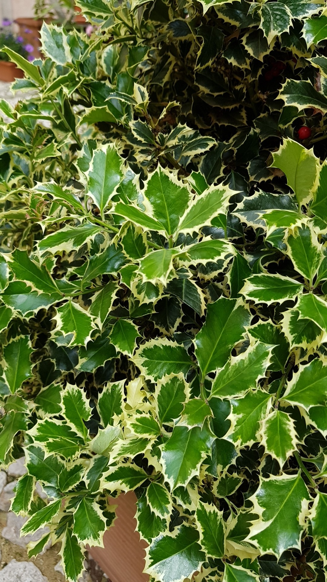 Ilex aquifolium 'Golden Queen' Flower, Leaf, Uses - PictureThis