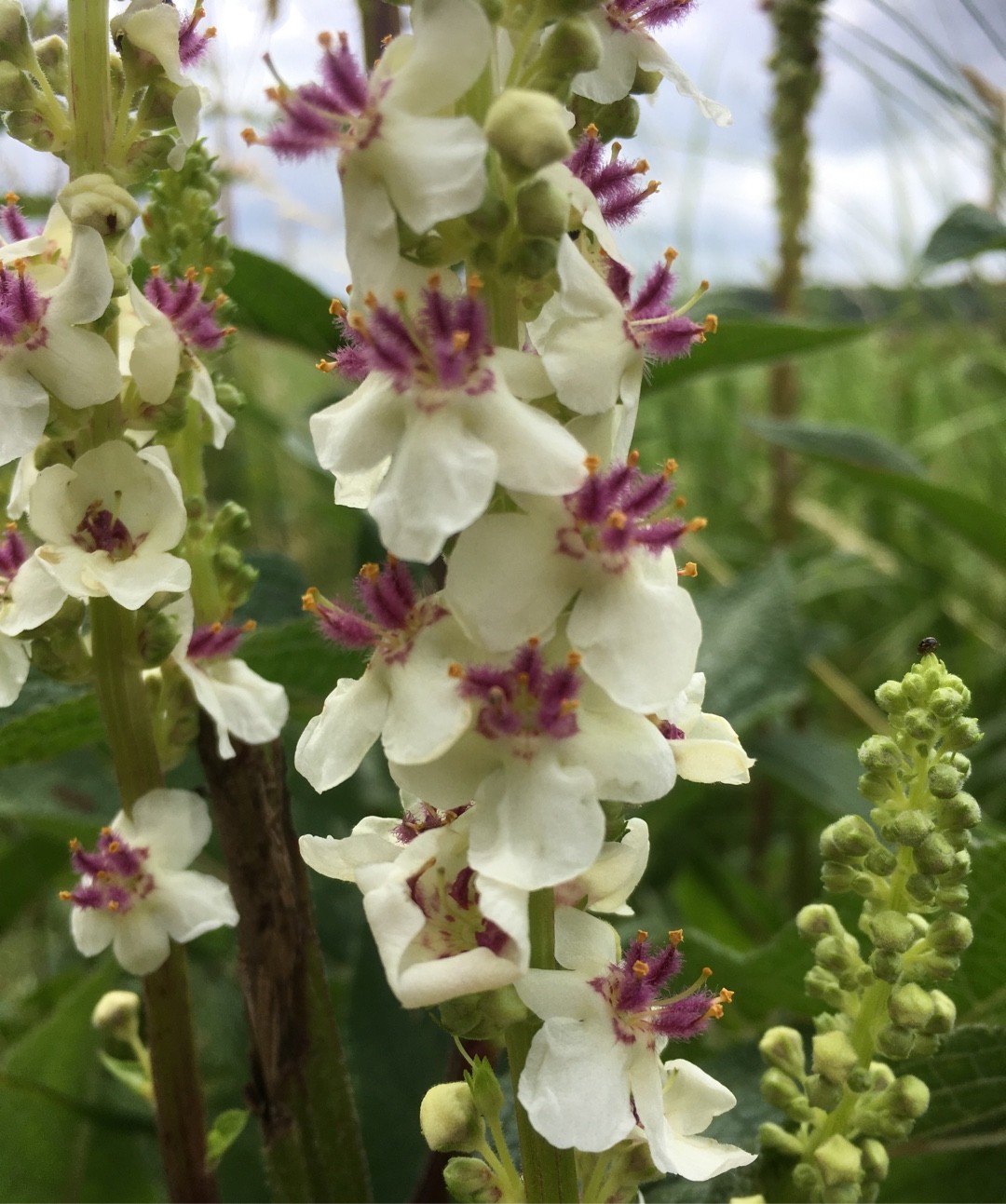 Verbascum chaixii 'Album' - PictureThis