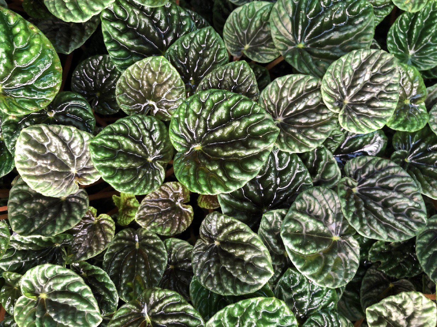 Peperomia caperata 'Emerald Ripple' - PictureThis