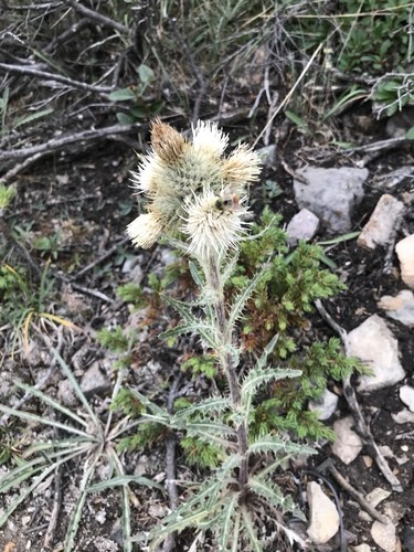 Cirsium hookerianum - PictureThis