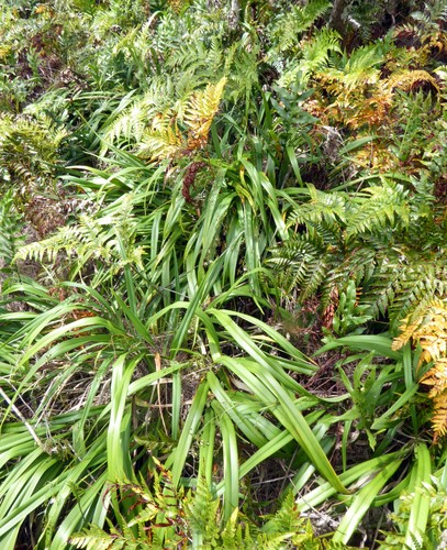 Dianella adenanthera - PictureThis