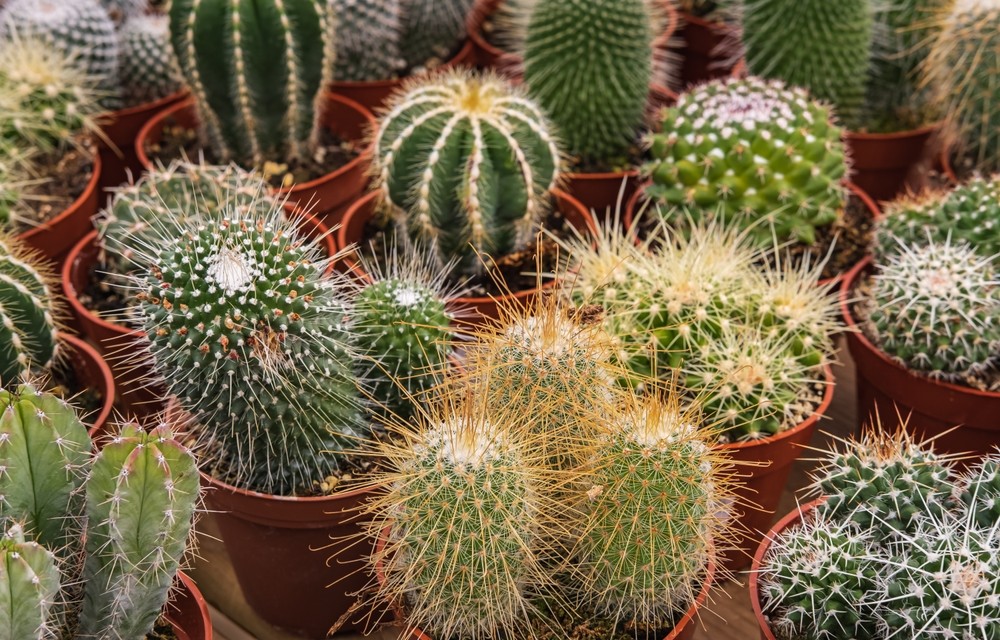 Cacti and Succulents: Unraveling the Mystery