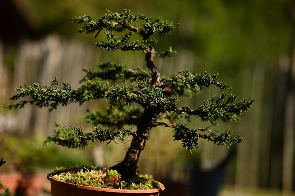Discover the Miniature Majesty: Bonsai Trees
