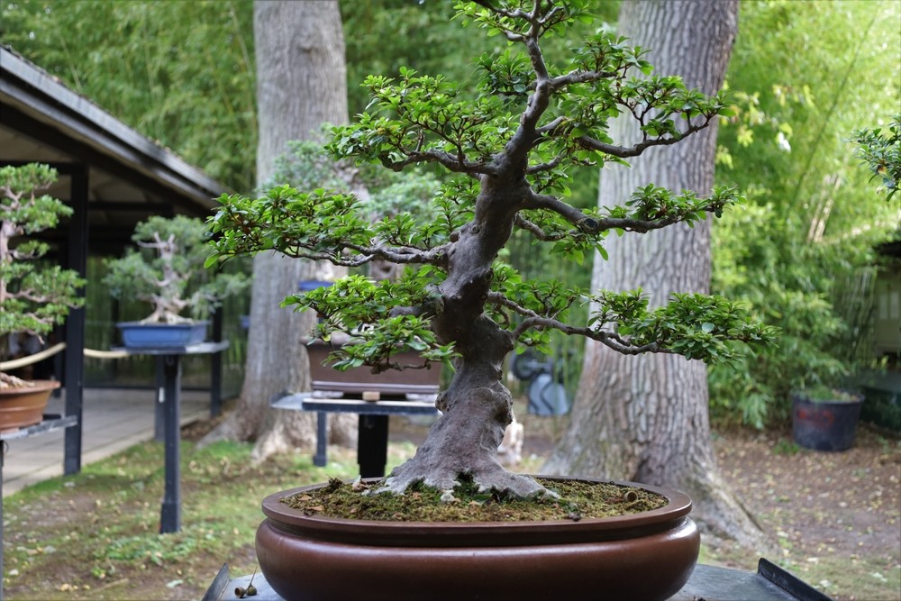 Hi-Tech Bonsai: Revolution in Miniature