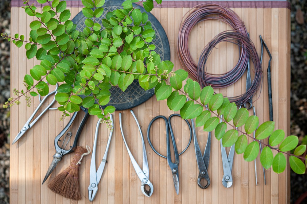 Mastering Bonsai: Essential Tools