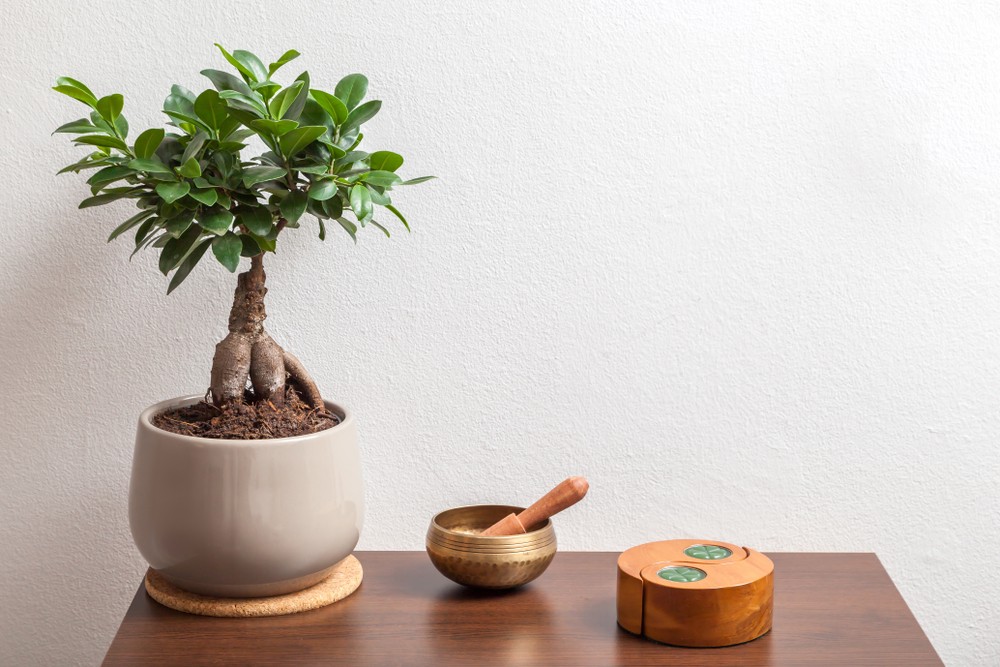 Bonsai in Tea Ceremonies