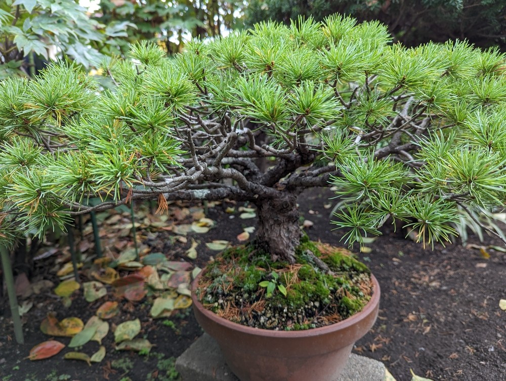 Hi-Tech Bonsai: Revolution in Miniature