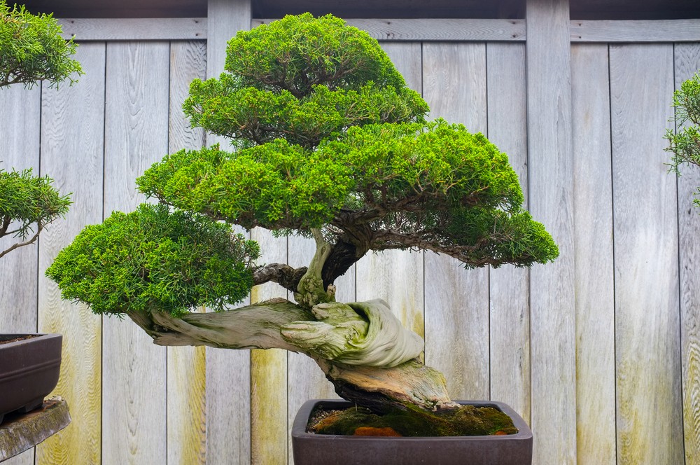 Tiny Giants: Bonsai Trees