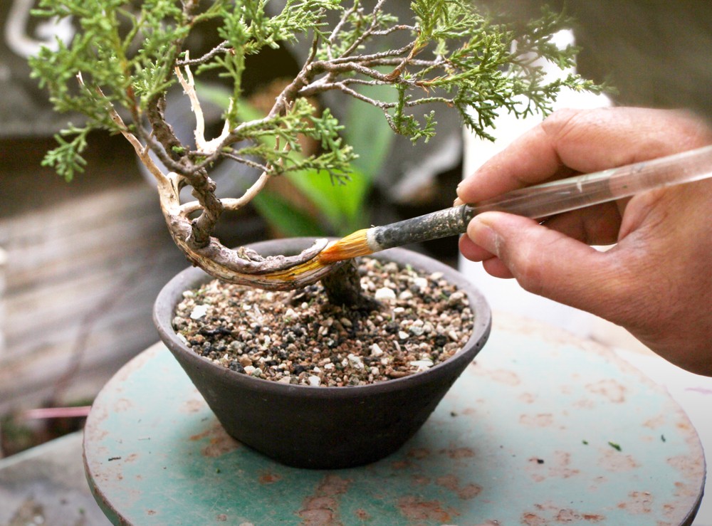 Bonsai Beginnings: DIY Kits