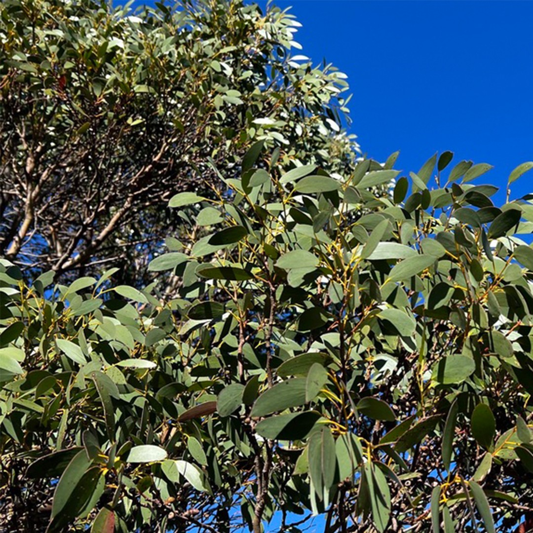 Eucalyptus pauciflora - PictureThis