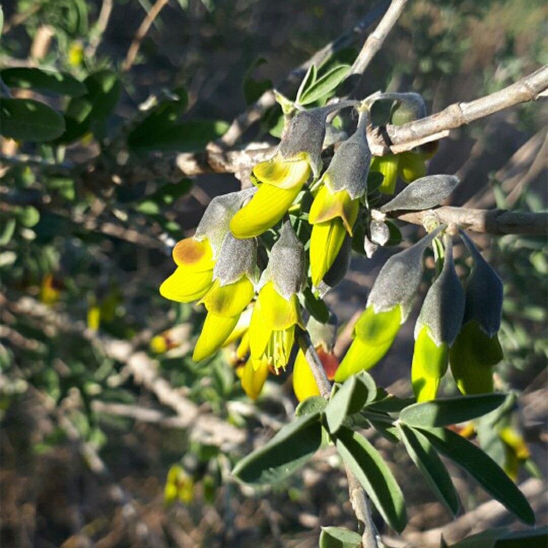 Anagyris Flower, Leaf, Care, Uses - PictureThis