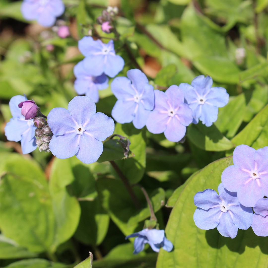 Omphalodes cappadocica - PictureThis